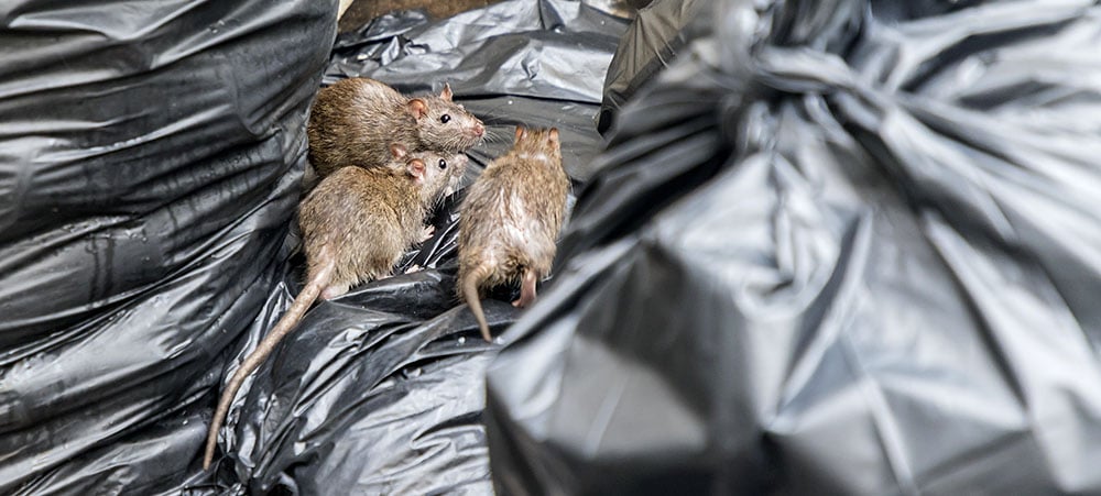 Mice - Rodent Treatment | Extreme Exterminating