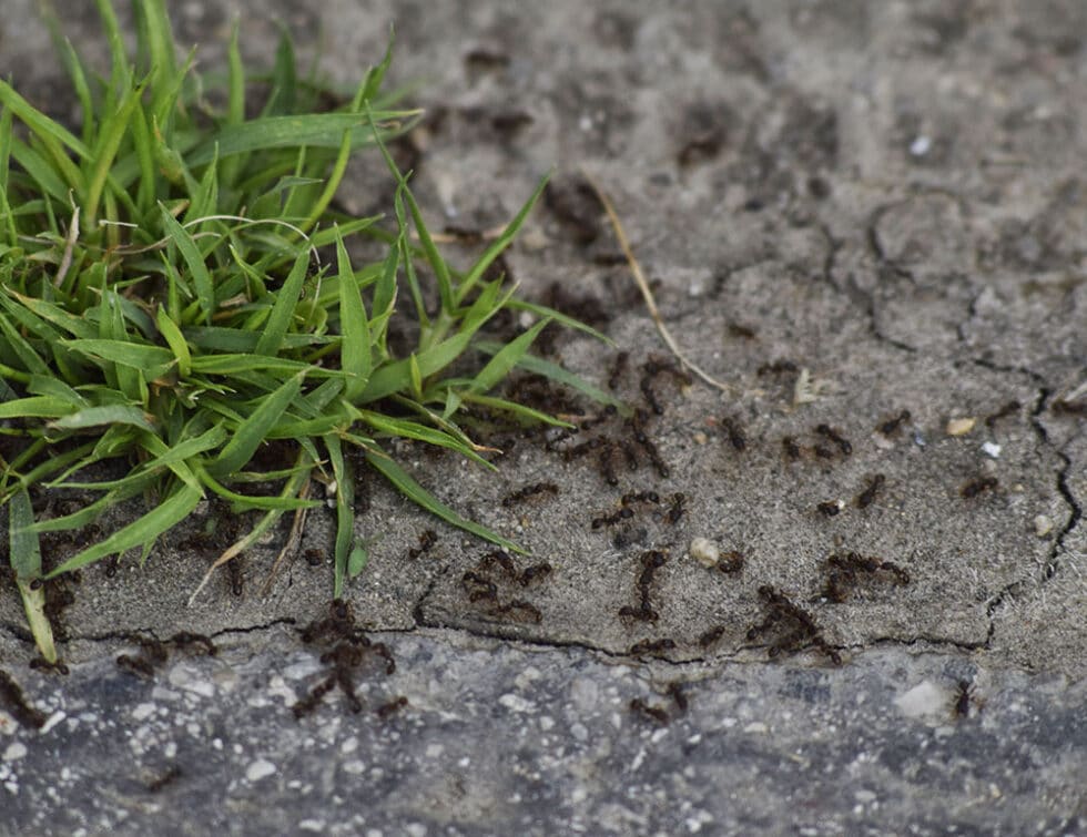 Insect Extermination for Home or Business | Extreme Exterminating