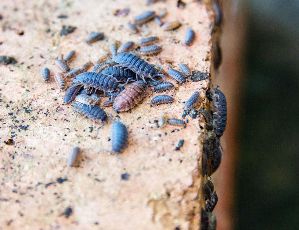 Pillbug - Rolly Polly - Treatment | Extreme Exterminating